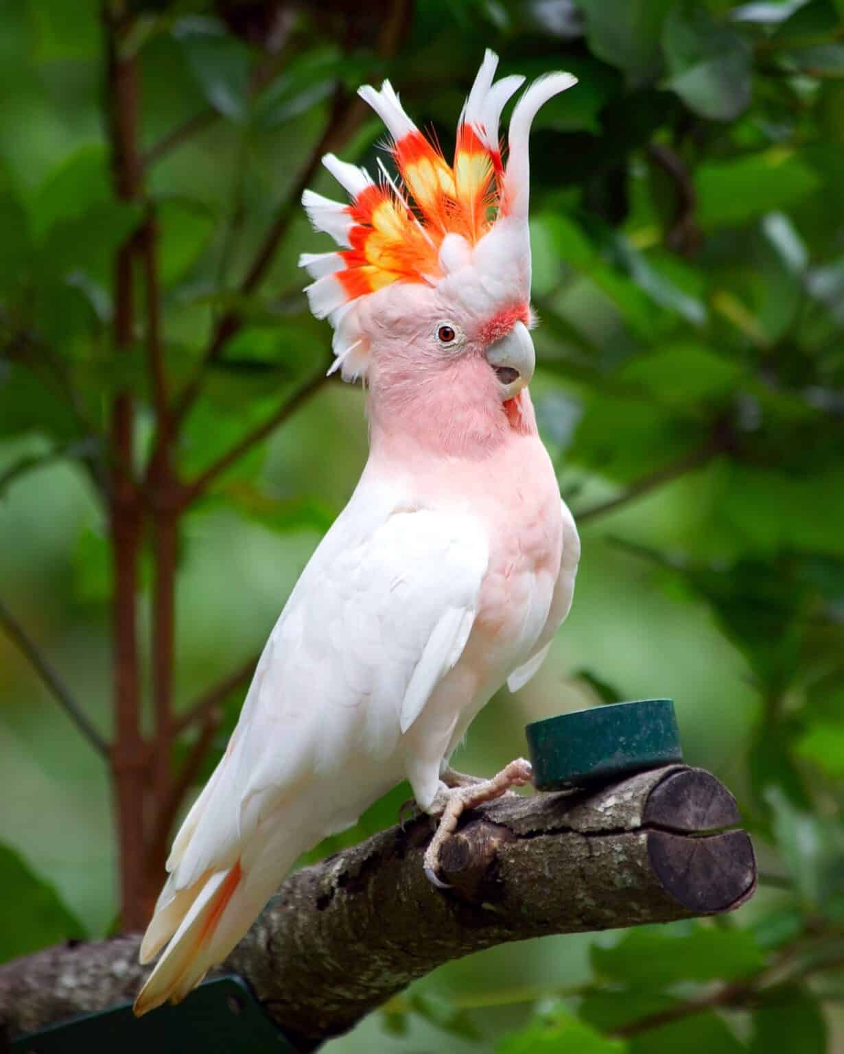 18 Beautiful Pink Birds (With Pictures) - Bird Helpful