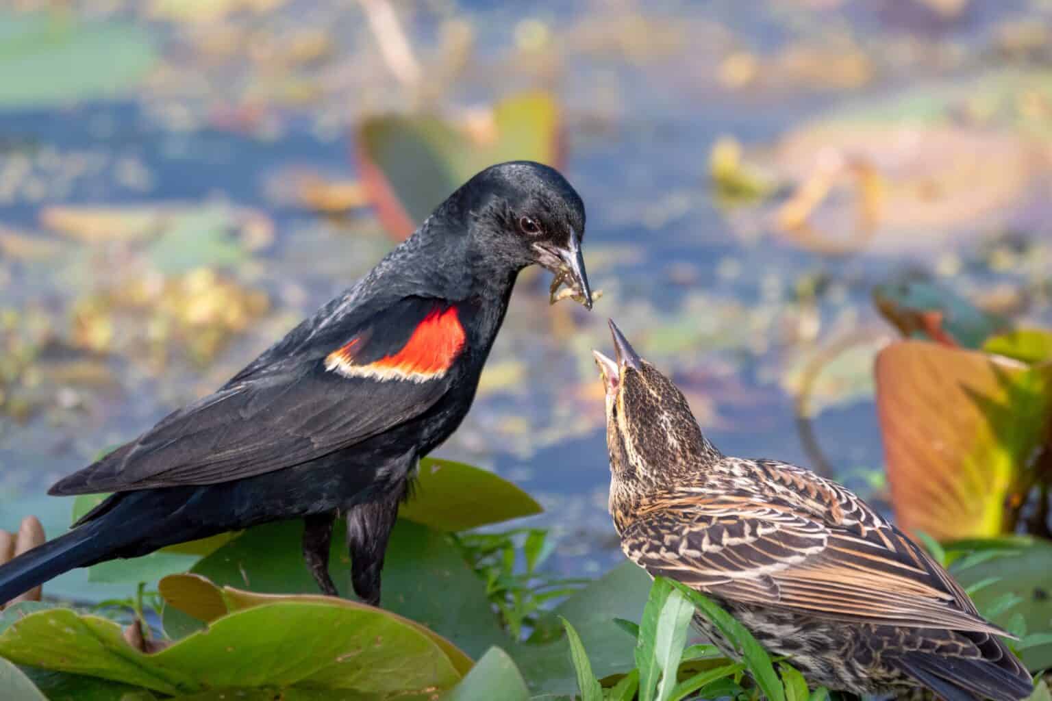 Female Red-winged Blackbirds (Identification & Pictures)