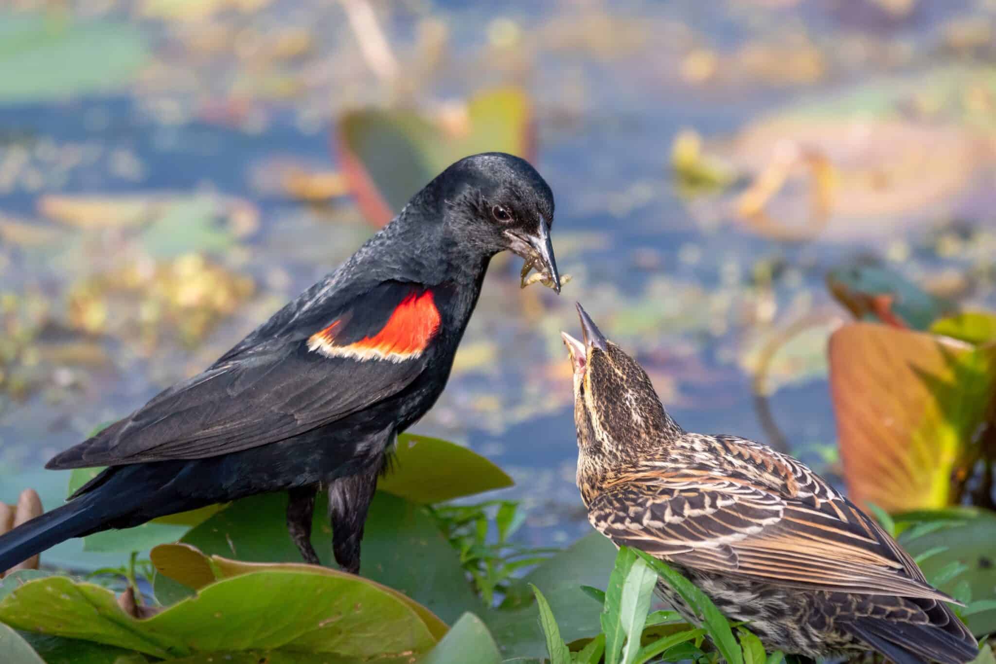 Female Red-winged Blackbirds (Identification & Pictures)