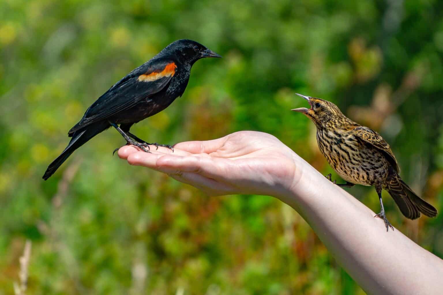 Female Red Winged Blackbirds Identification Pictures