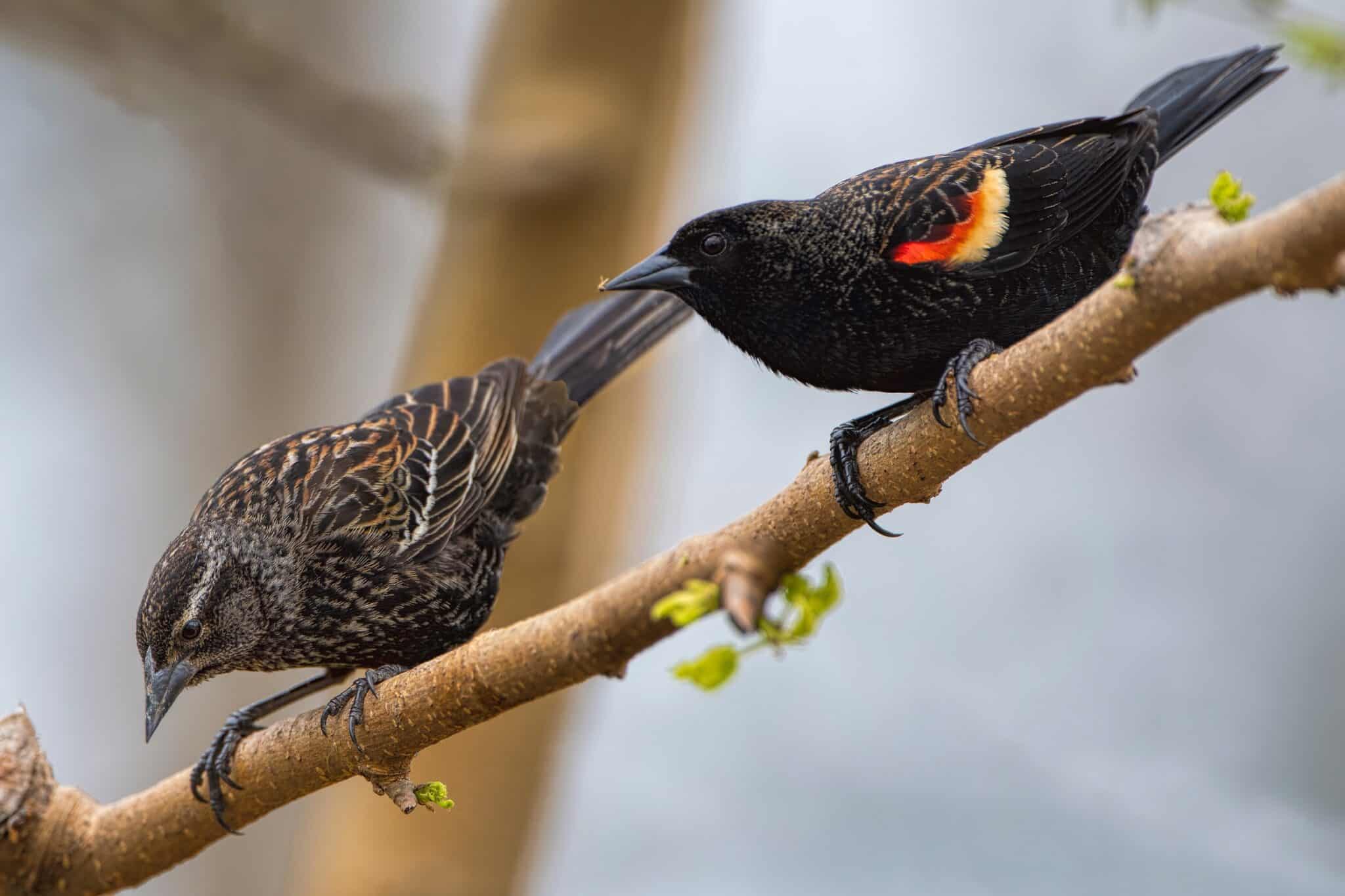 Female Red-winged Blackbirds (Identification & Pictures)