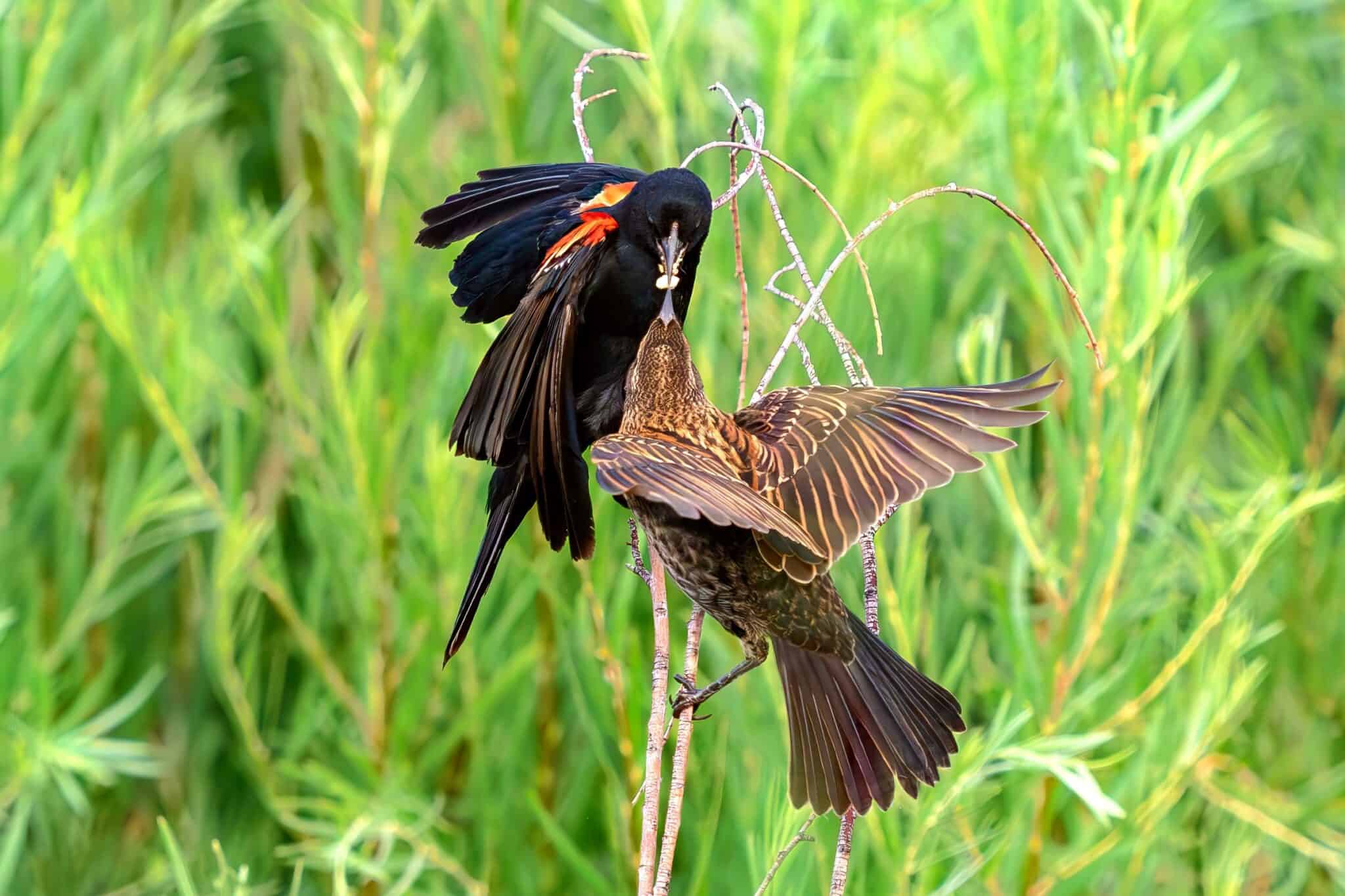 Female Red-winged Blackbirds (Identification & Pictures)