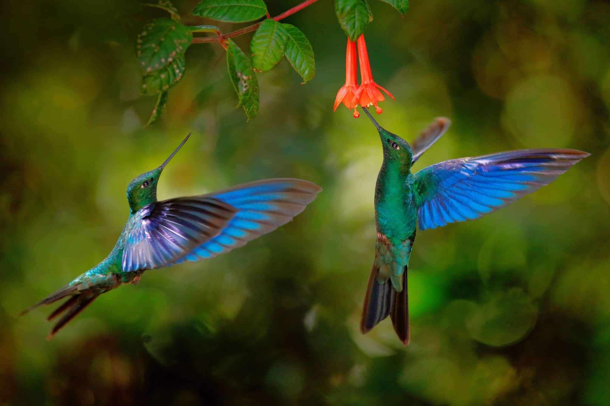 Male vs. Female Hummingbirds: 6 Main Differences!
