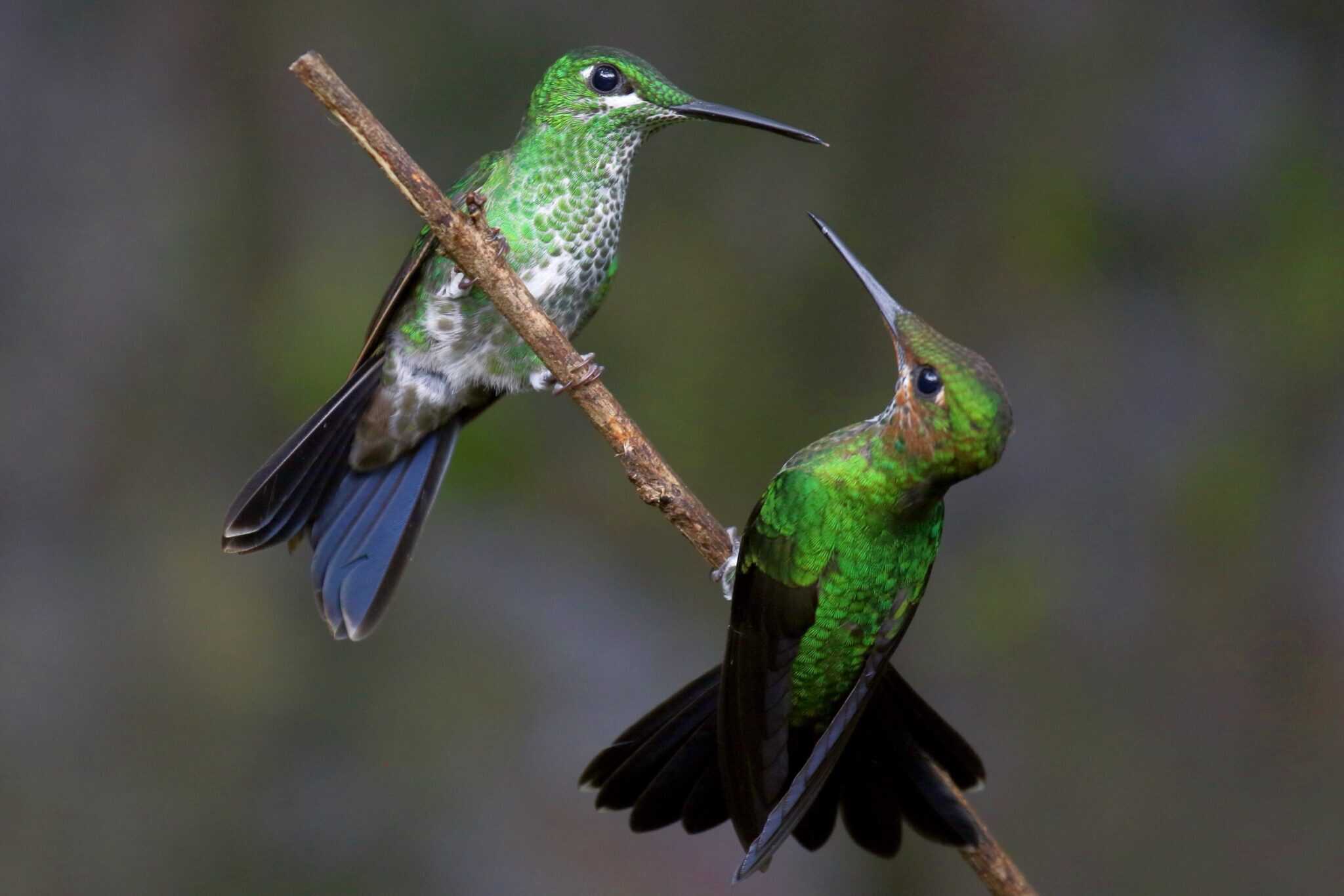 Male vs. Female Hummingbirds: 6 Main Differences!