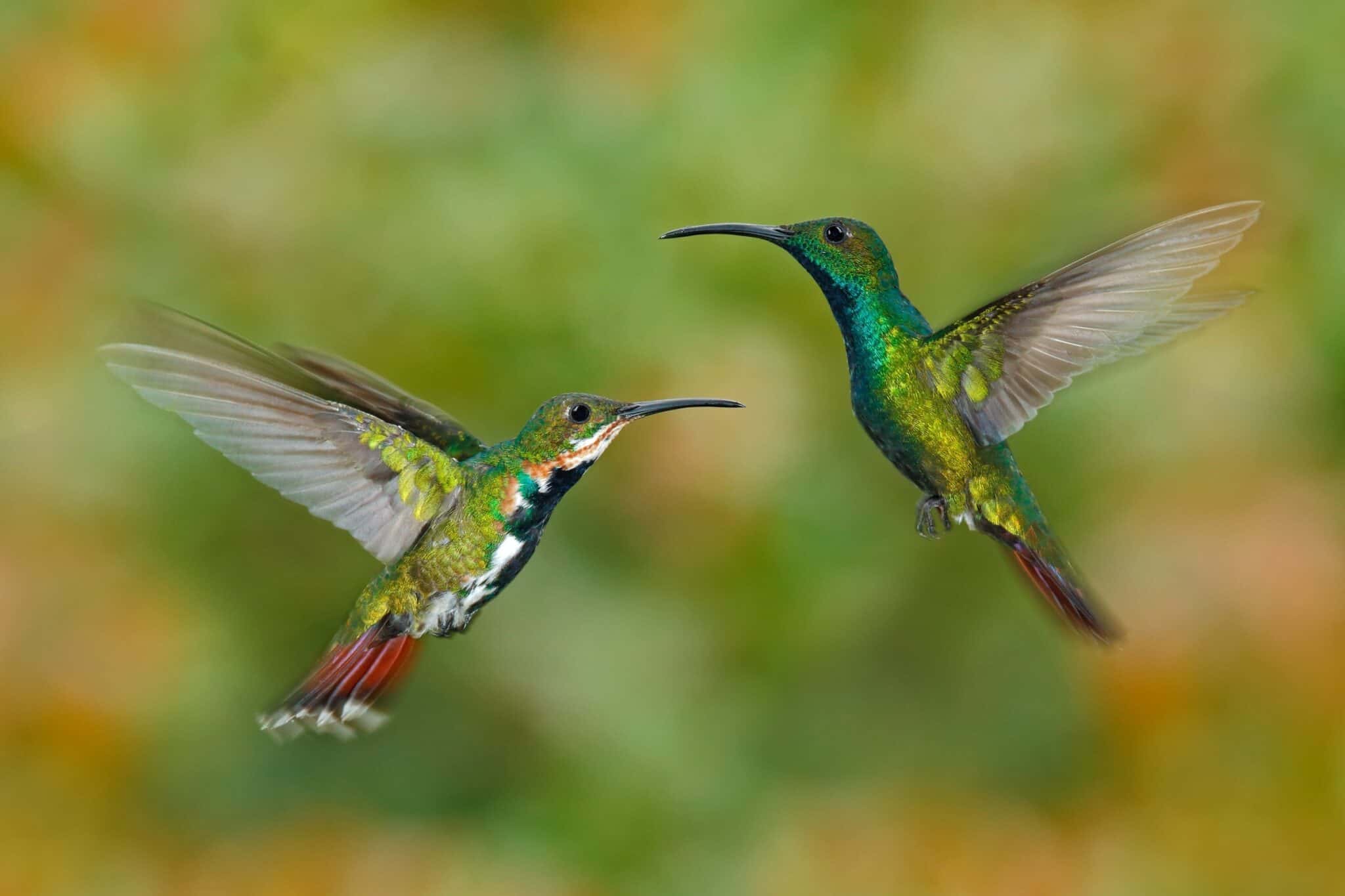 Male vs. Female Hummingbirds: 6 Main Differences!