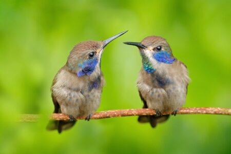 Male vs. Female Hummingbirds: 6 Main Differences!