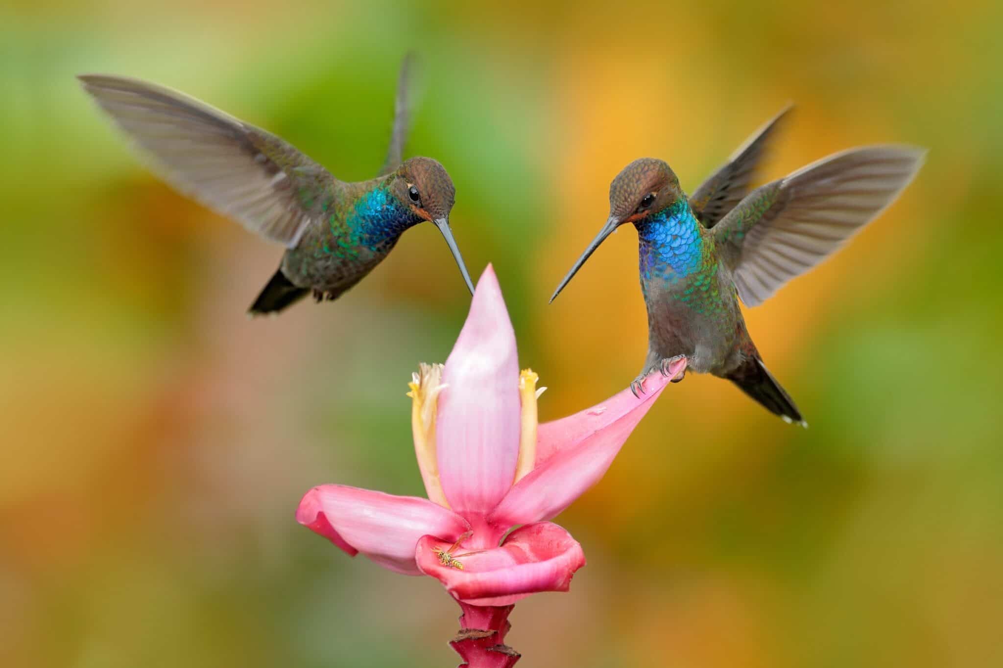 Male vs. Female Hummingbirds: 6 Main Differences!