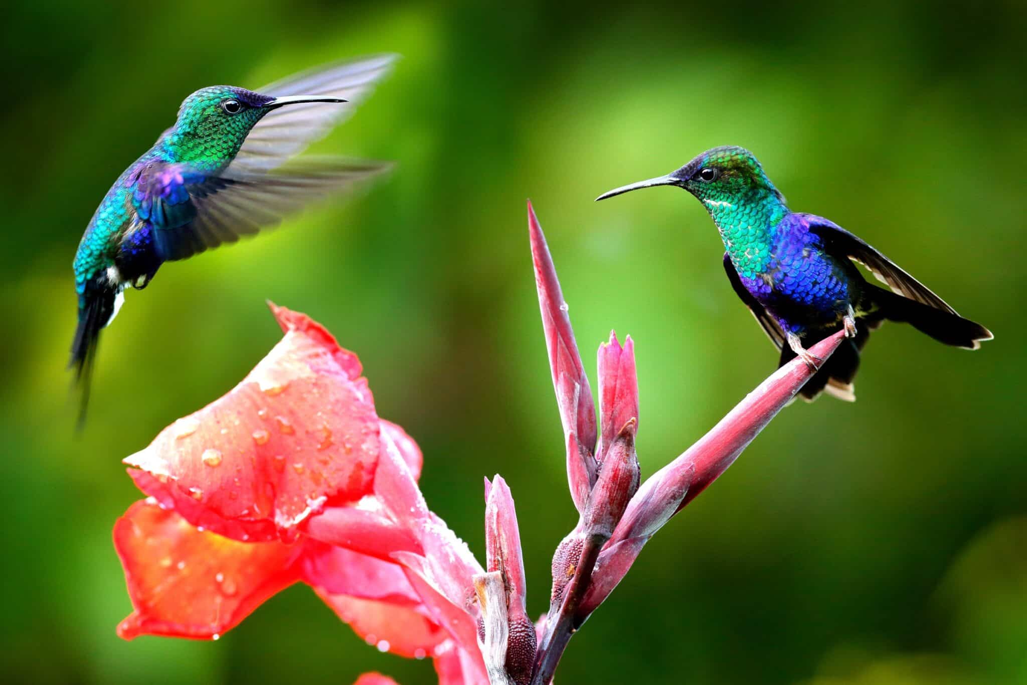 Male vs. Female Hummingbirds: 6 Main Differences!