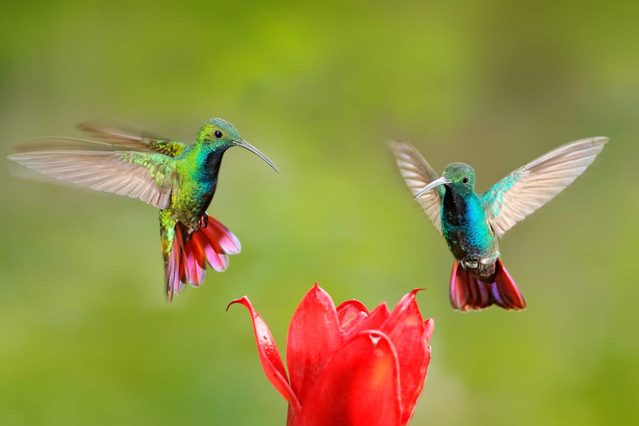 Male vs. Female Hummingbirds: 6 Main Differences!