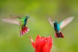 Male vs. Female Hummingbirds: 6 Main Differences!
