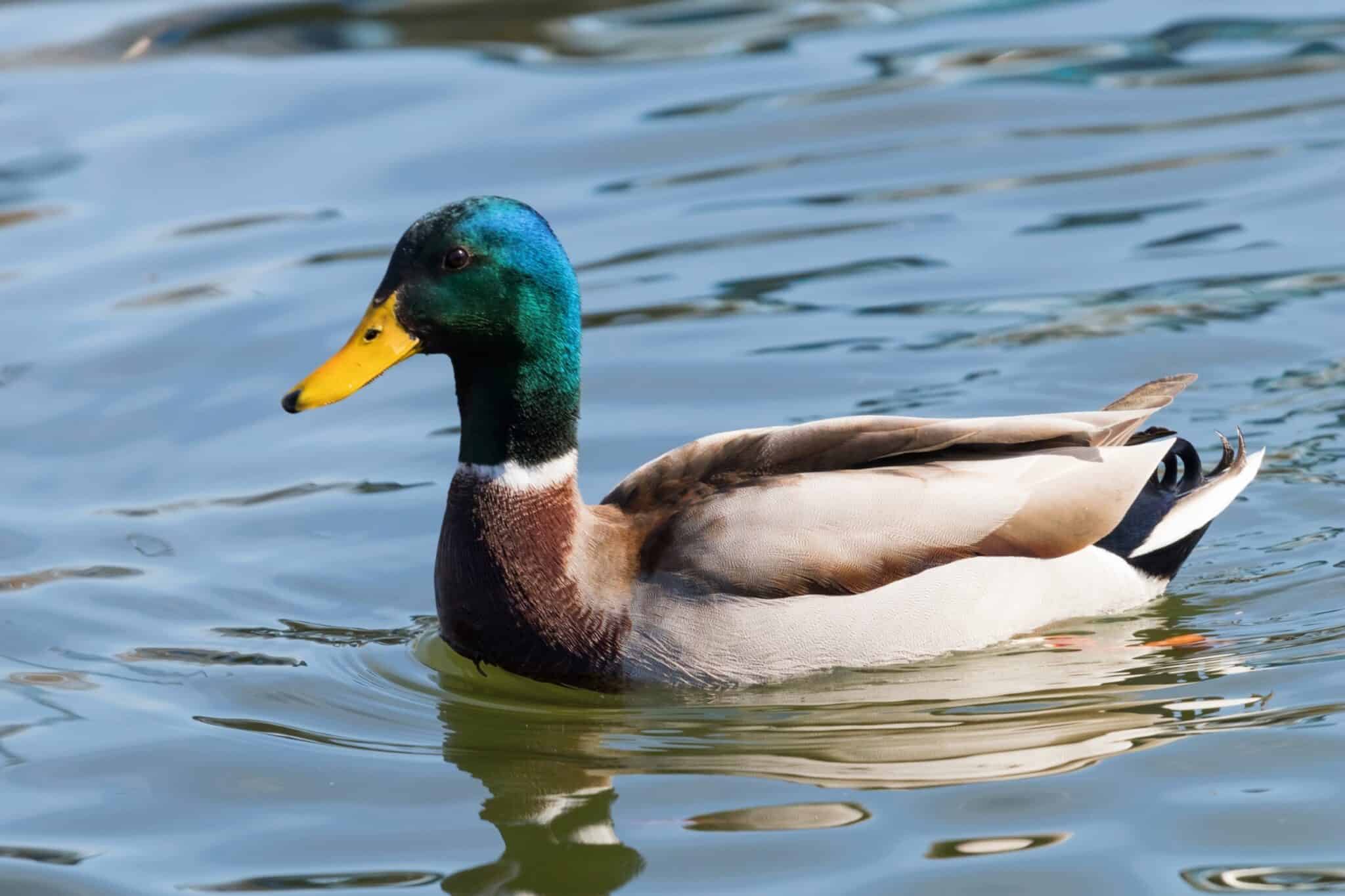 How Do Ducks Mate? - Duck Mating Season, Habits & Behavior