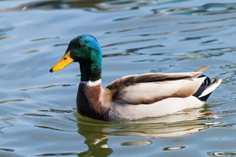 How Do Ducks Mate? - Duck Mating Season, Habits & Behavior