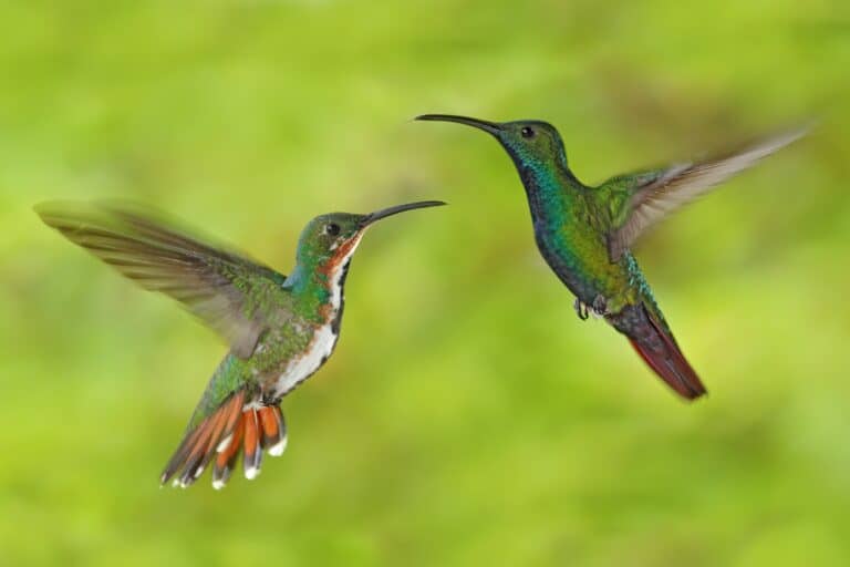 Male vs. Female Hummingbirds: 6 Main Differences!