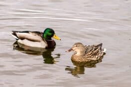 How Do Ducks Mate? - Duck Mating Season, Habits & Behavior
