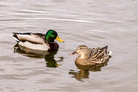 How Do Ducks Mate? - Duck Mating Season, Habits & Behavior
