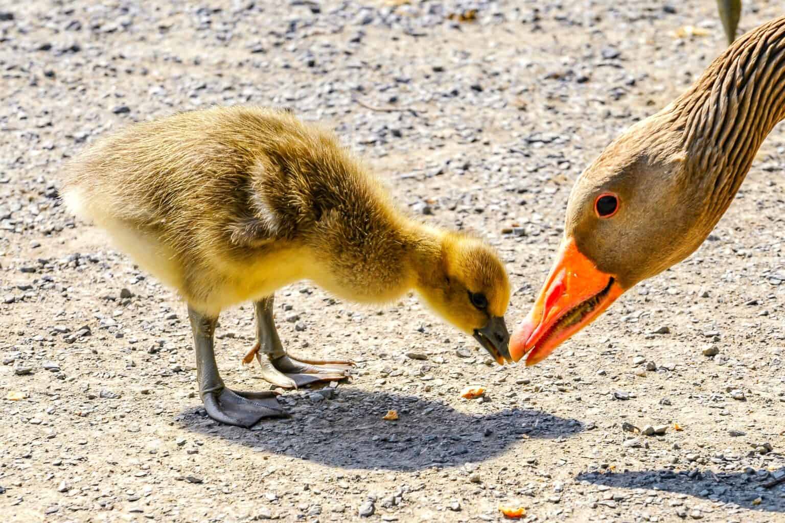 Caring for Baby Ducks: 14 Things You Need to Know