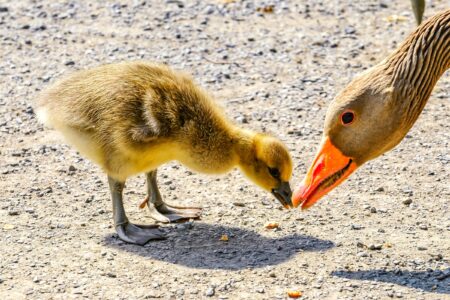 Caring for Baby Ducks: 14 Things You Need to Know