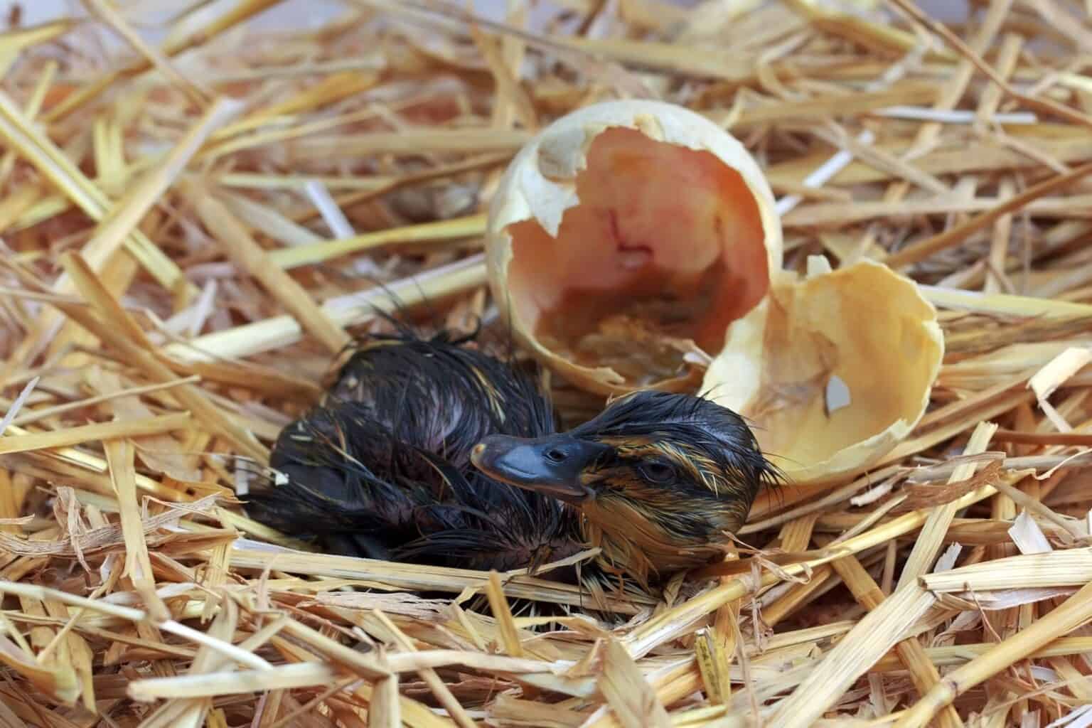 Rouen Duck: Breed Profile, Traits, Pictures & More