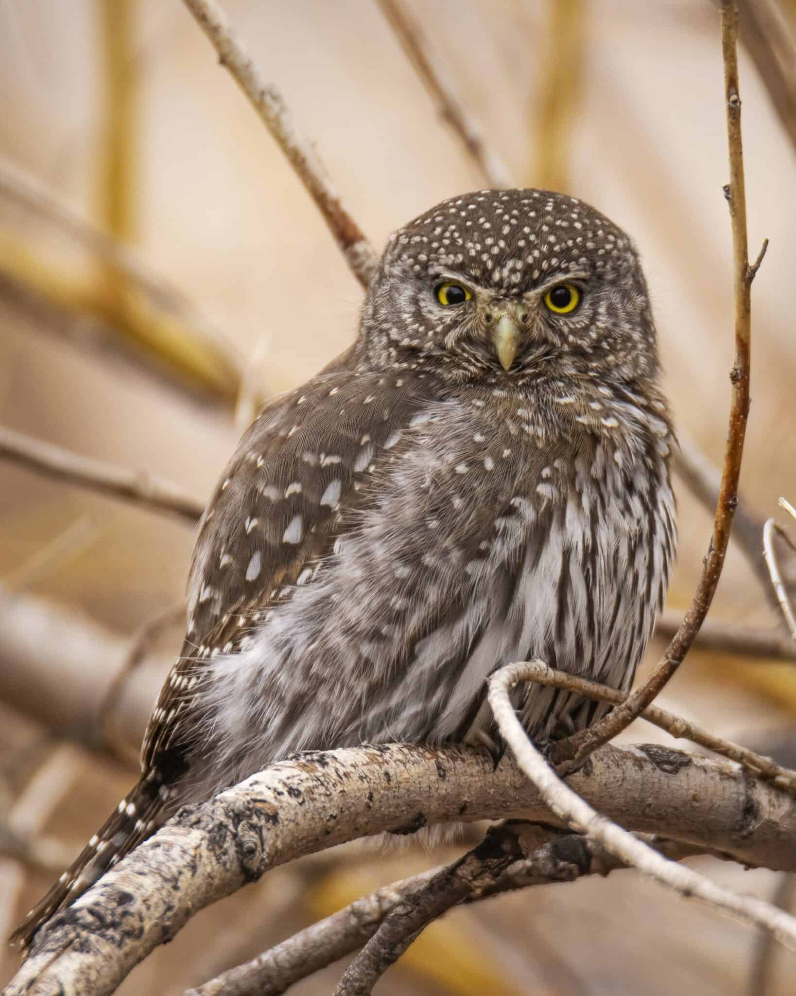 All Owl Colors Explained (+ List of 54 Colorful Owls)