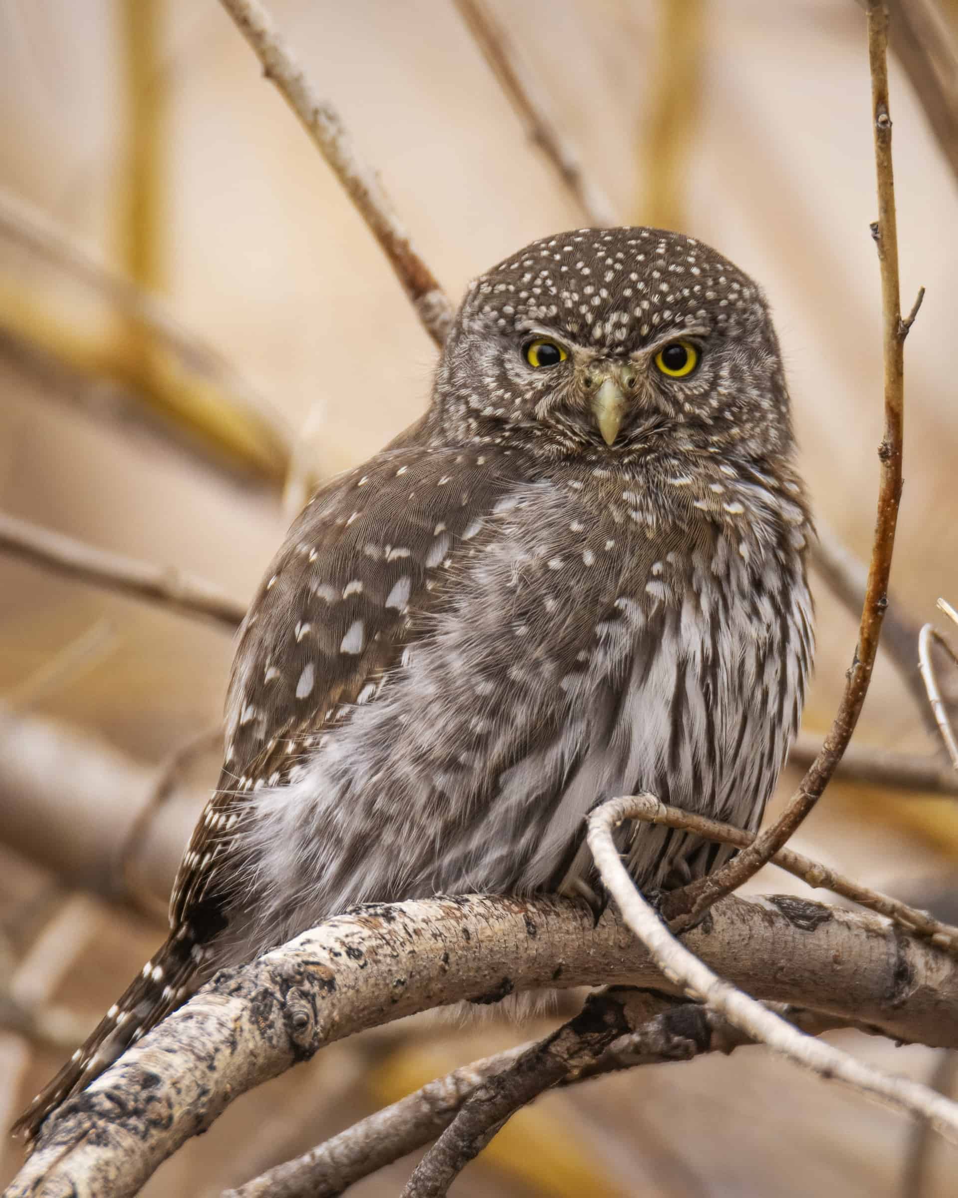 All Owl Colors Explained (+ List of 54 Colorful Owls)