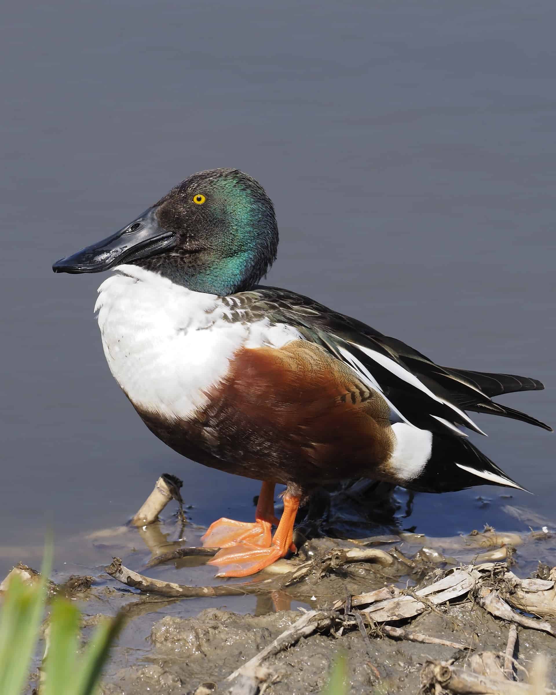 8 Ducks With Green Heads (With Pictures!)