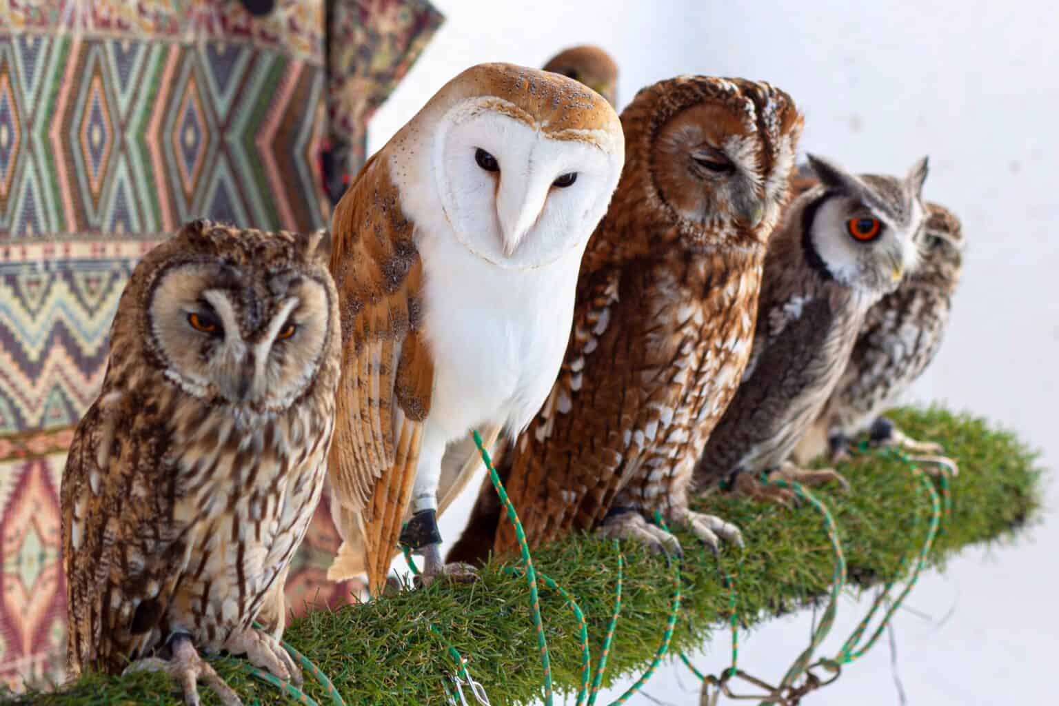 All Owl Colors Explained (+ List of 54 Colorful Owls)