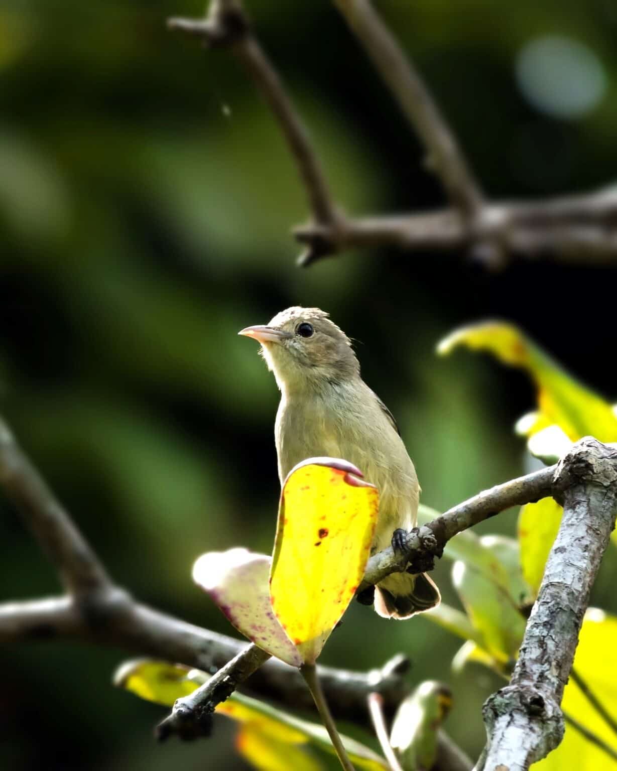 10 Smallest Birds in the World (Ranked by Size) - Bird Helpful