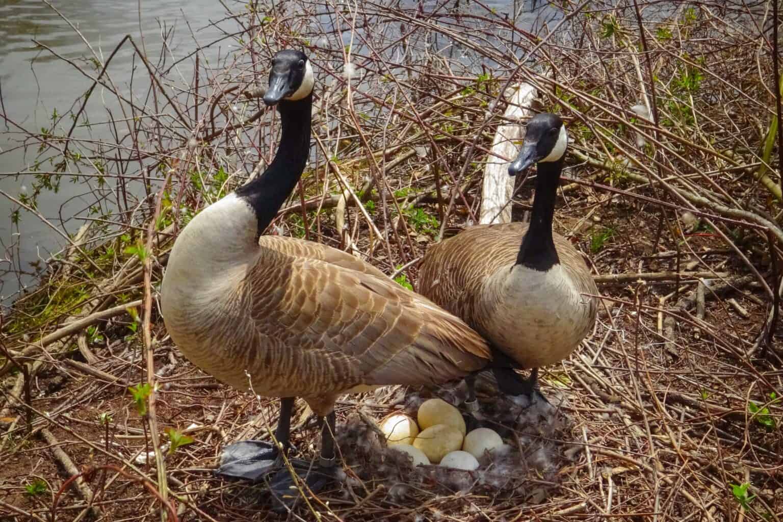 Goose Eggs: Everything You Need to Know! - Bird Helpful