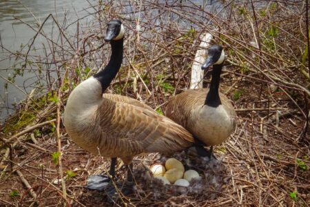 Goose Eggs: Everything You Need to Know! - Bird Helpful