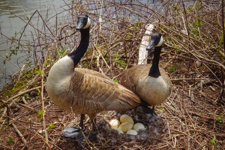 Goose Eggs: Everything You Need to Know! - Bird Helpful