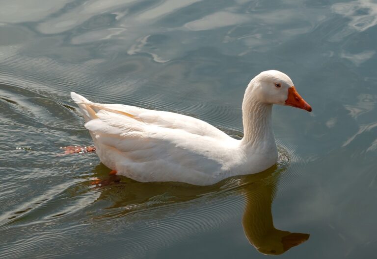 Pekin Duck: Breed Information, Pictures & Facts - Bird Helpful