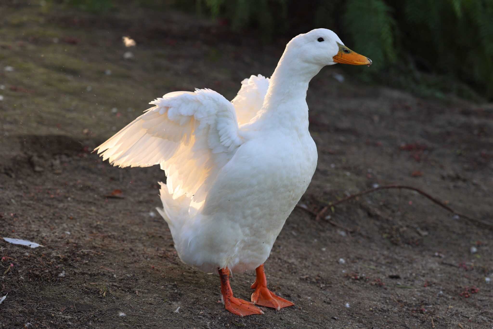 Pekin Duck: Breed Information, Pictures & Facts - Bird Helpful