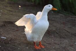 Pekin Duck: Breed Information, Pictures & Facts - Bird Helpful