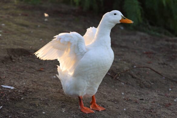 Pekin Duck: Breed Information, Pictures & Facts - Bird Helpful