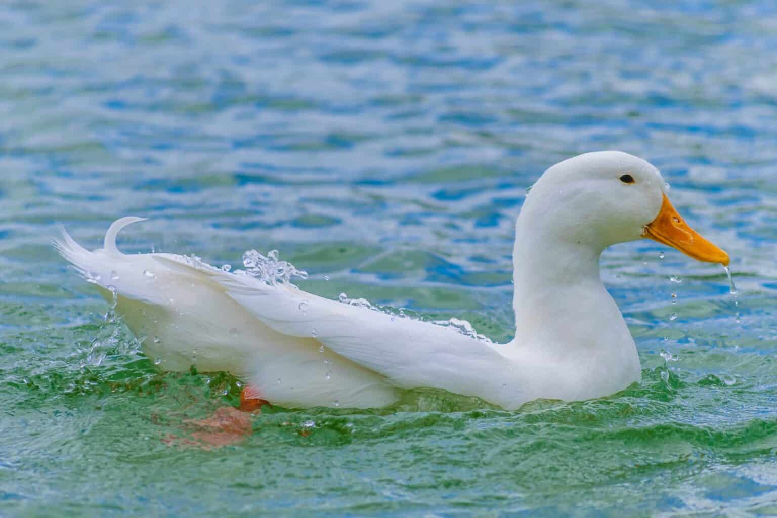 Pekin Duck: Breed Information, Pictures & Facts - Bird Helpful