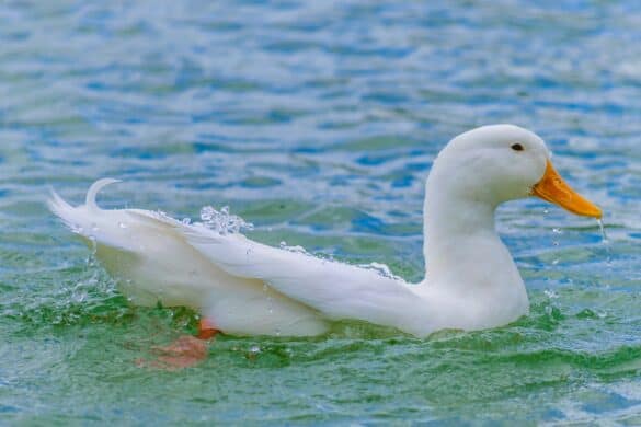 Pekin Duck: Breed Information, Pictures & Facts - Bird Helpful