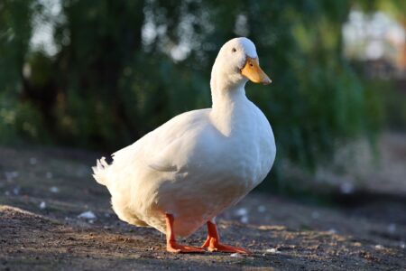 Pekin Duck: Breed Information, Pictures & Facts - Bird Helpful