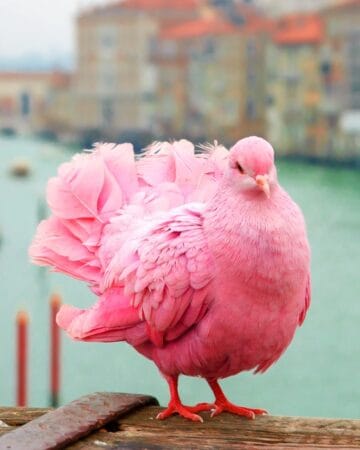 18 Beautiful Pink Birds (With Pictures) - Bird Helpful
