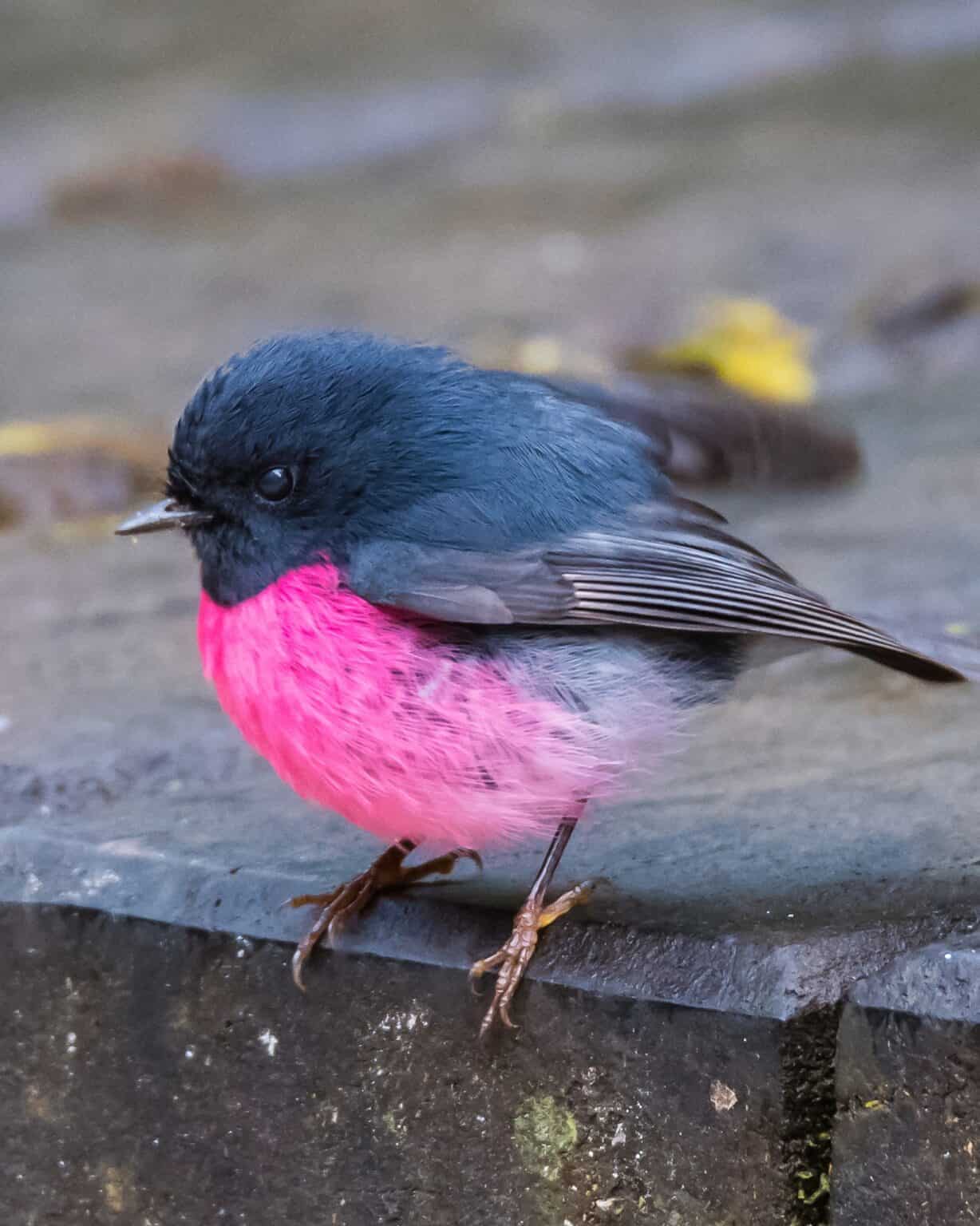 18 Beautiful Pink Birds (With Pictures) - Bird Helpful
