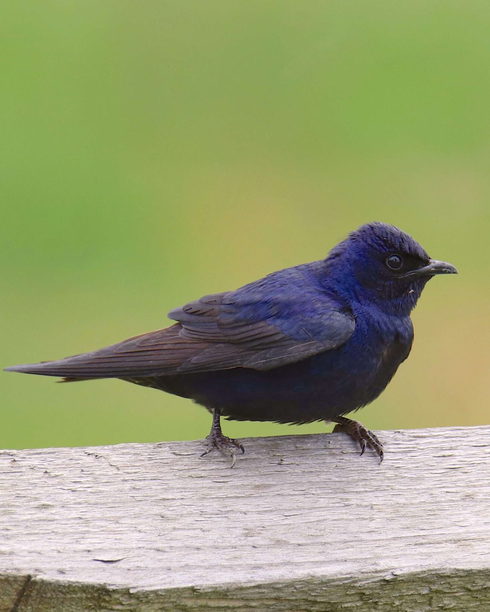 15 Birds That Build Mud Nests - Bird Helpful