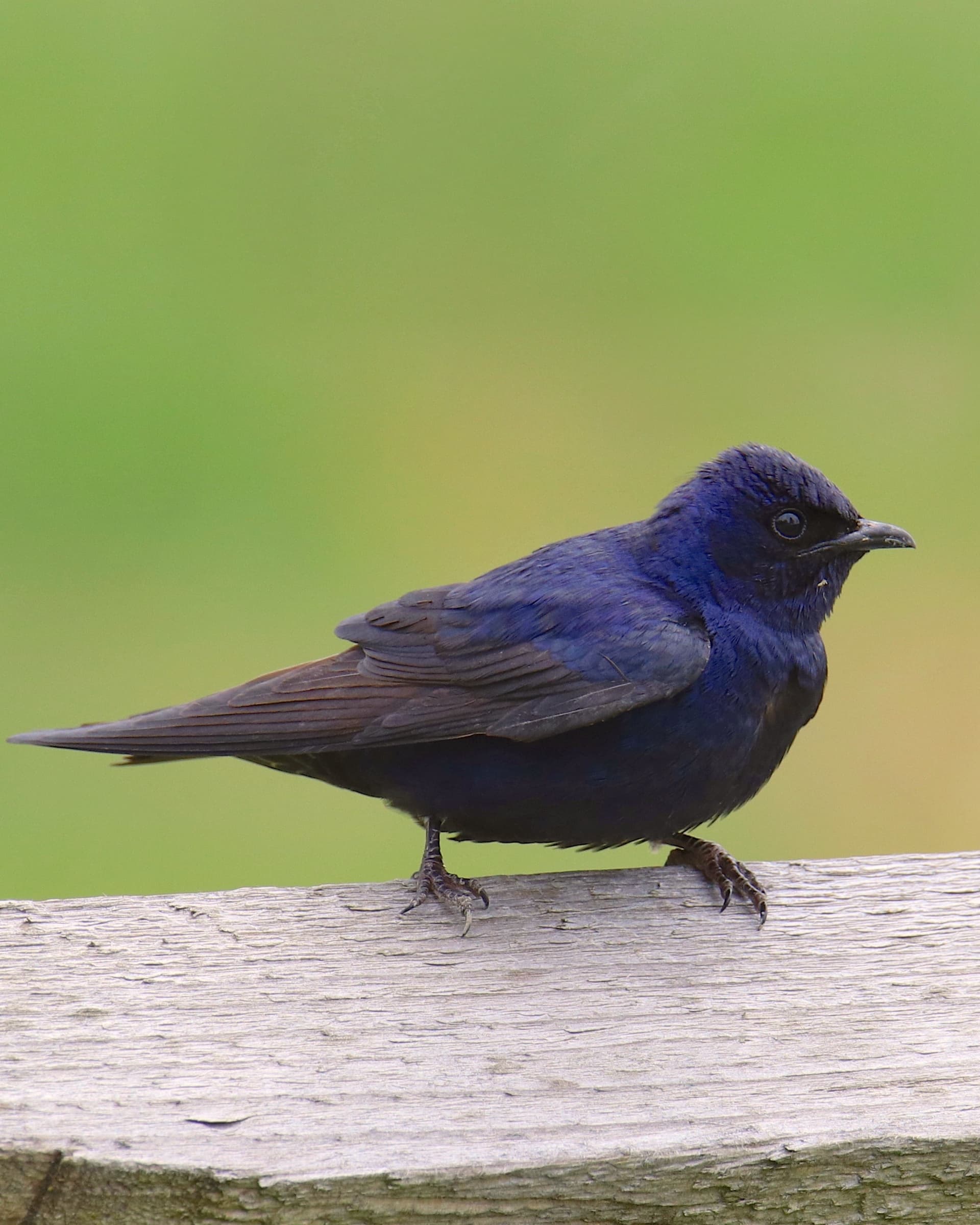 15 Birds That Build Mud Nests - Bird Helpful