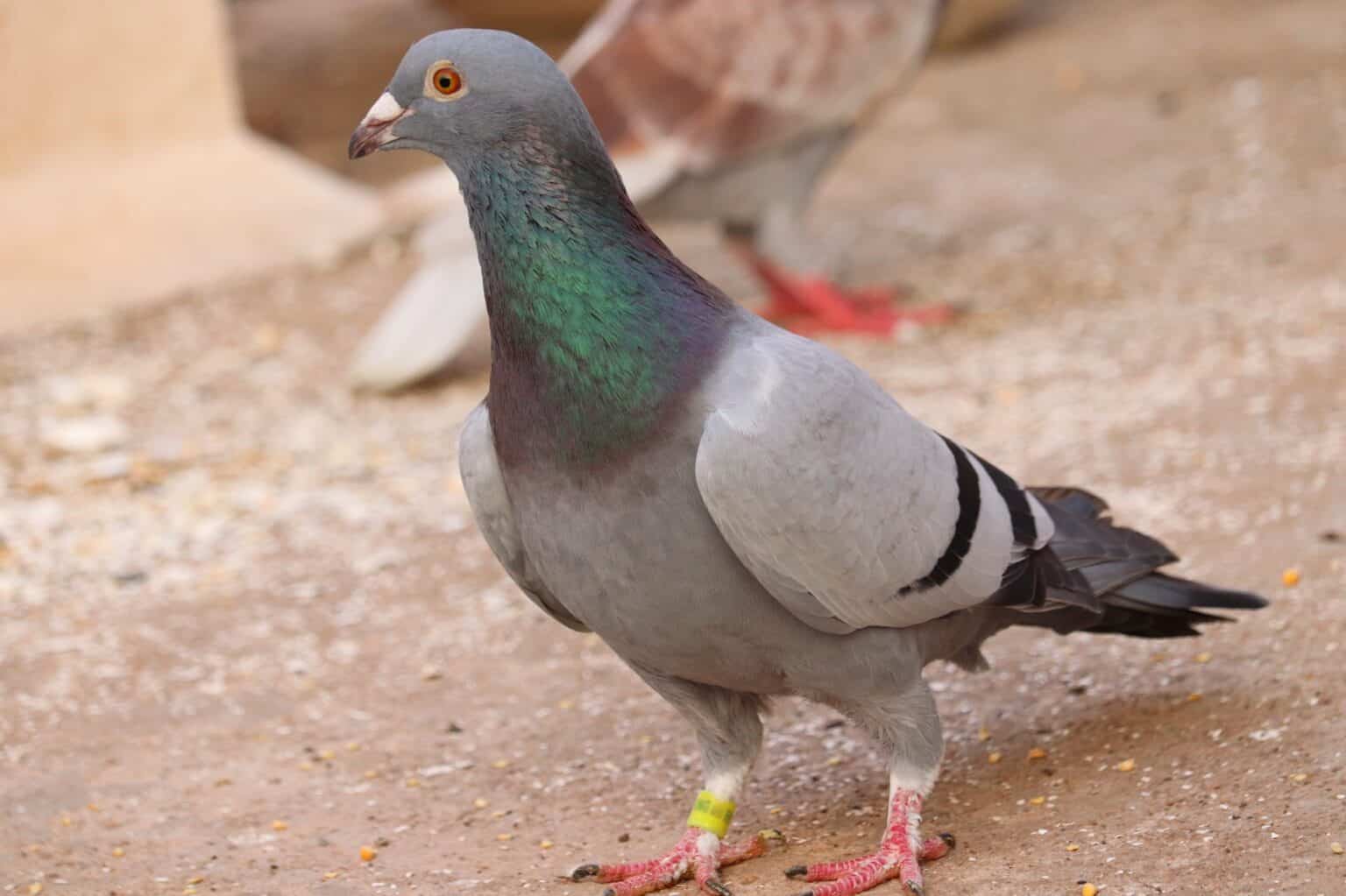 Racing Homer Pigeon: Breed Profile, Pictures & Facts