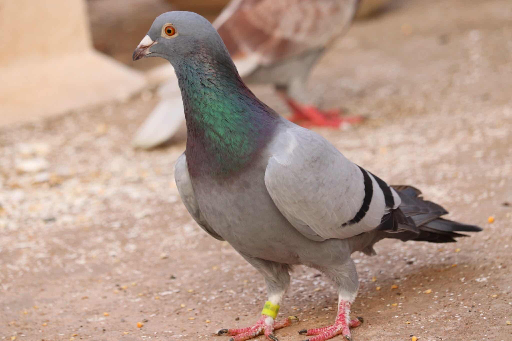 Racing Homer Pigeon: Breed Profile, Pictures & Facts