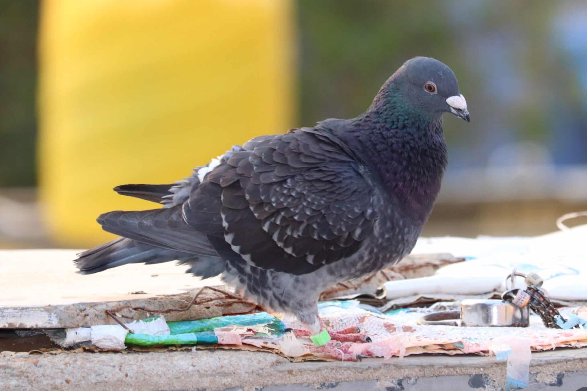 Racing Homer Pigeon: Breed Profile, Pictures & Facts