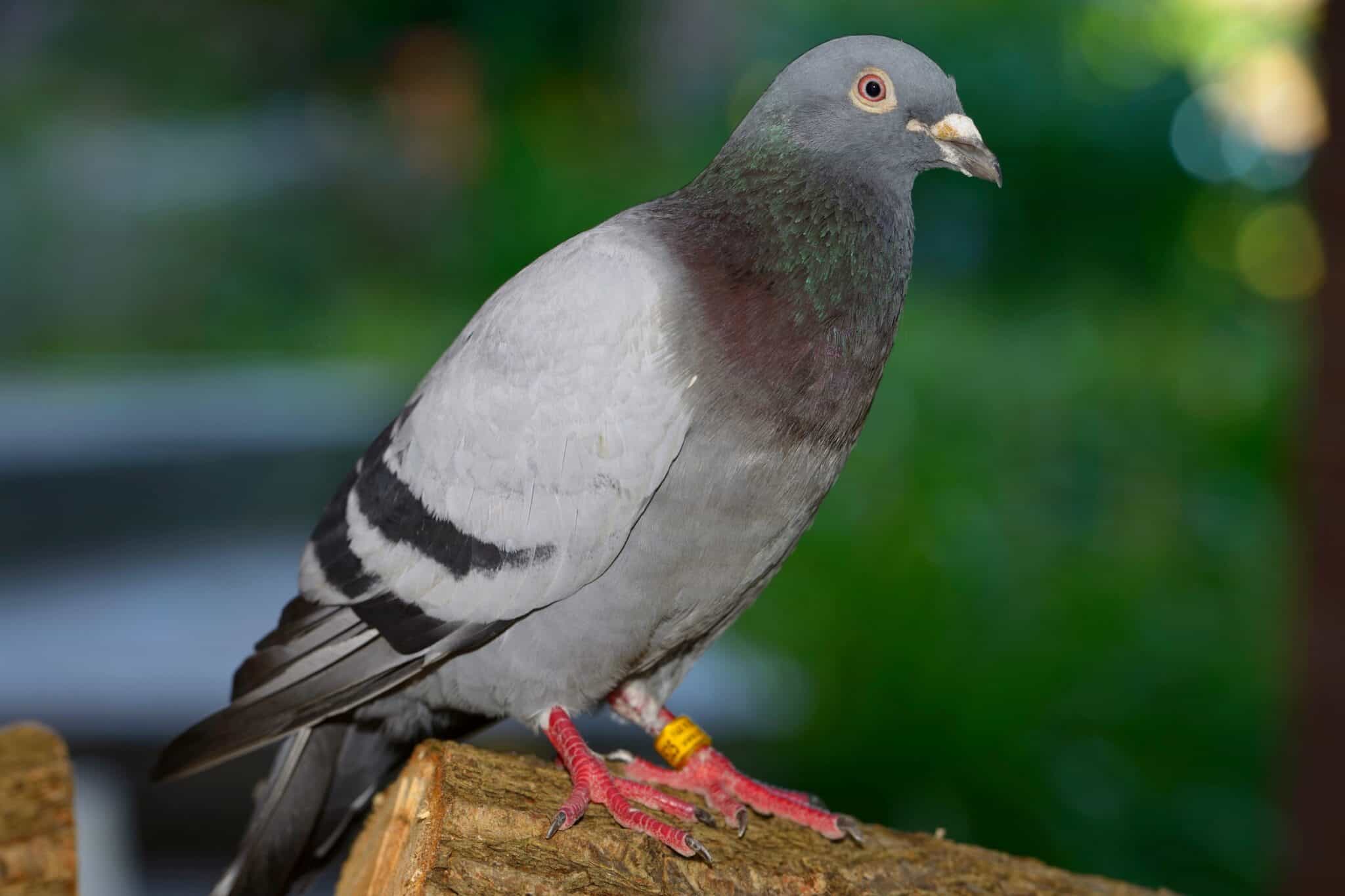 Racing Homer Pigeon: Breed Profile, Pictures & Facts