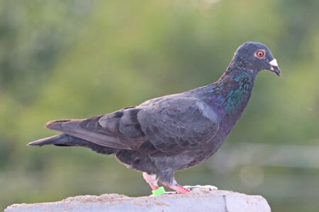 Racing Homer Pigeon: Breed Profile, Pictures & Facts