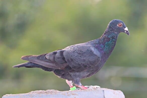 Racing Homer Pigeon: Breed Profile, Pictures & Facts