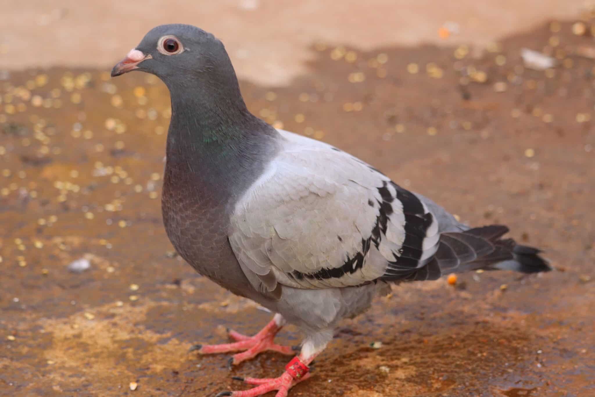 Racing Homer Pigeon: Breed Profile, Pictures & Facts