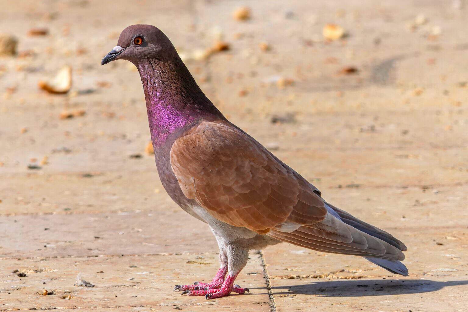 Racing Homer Pigeon: Breed Profile, Pictures & Facts