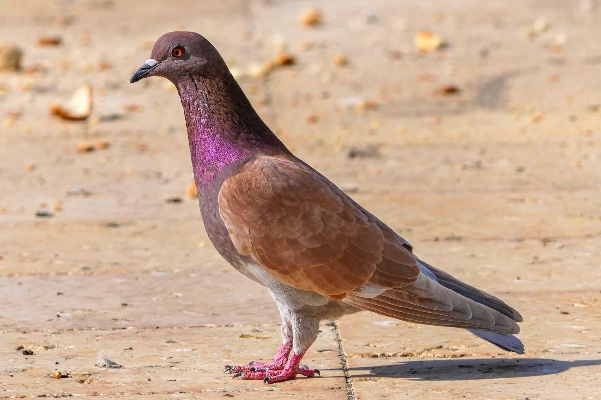 Racing Homer Pigeon: Breed Profile, Pictures & Facts